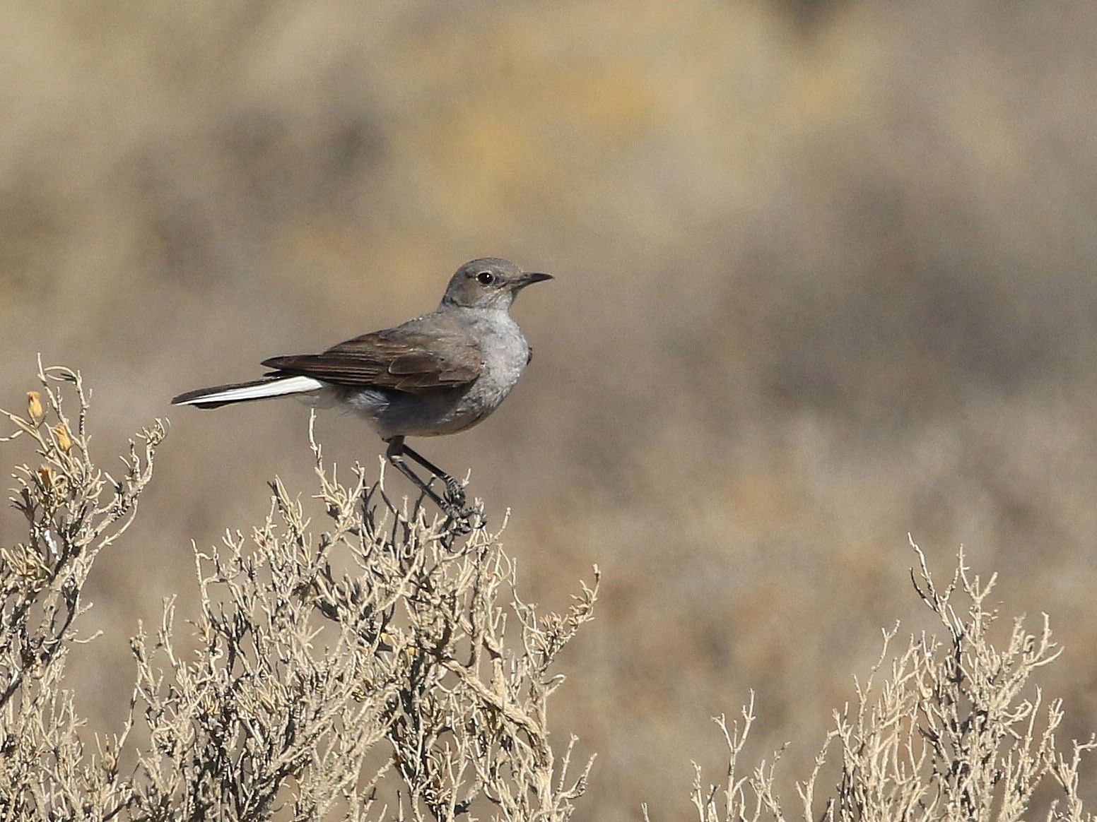 Karoo Chat - eBird