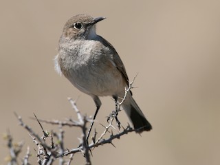 Karoo Chat - eBird