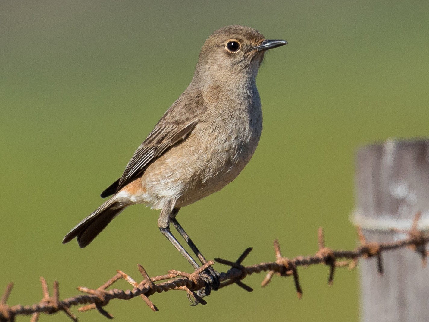 Sickle-winged Chat - eBird