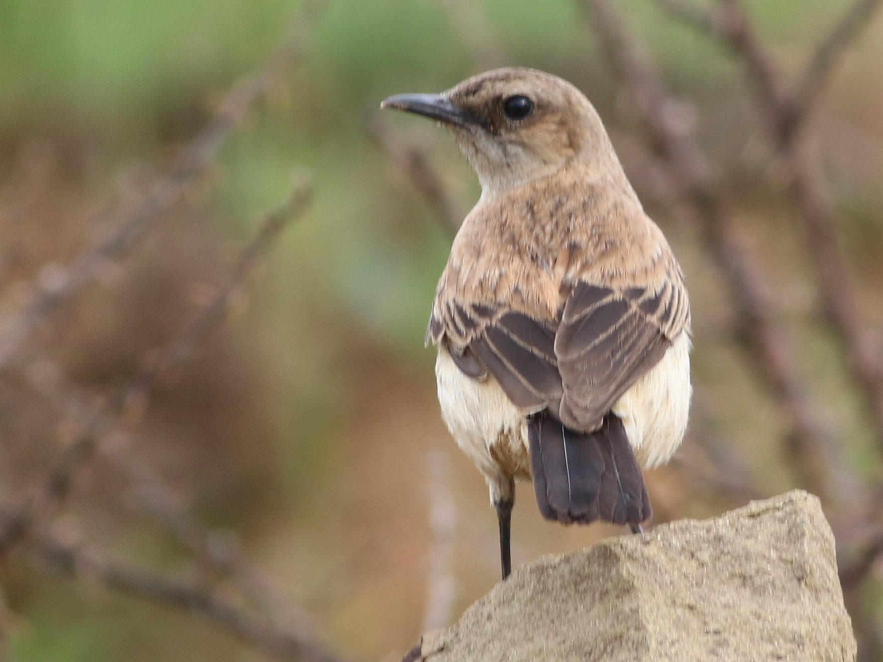 Buff-streaked Chat - eBird