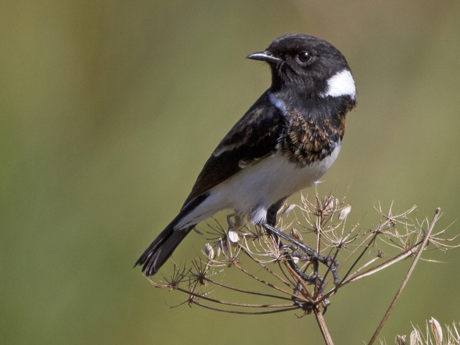 African Stonechat - eBird