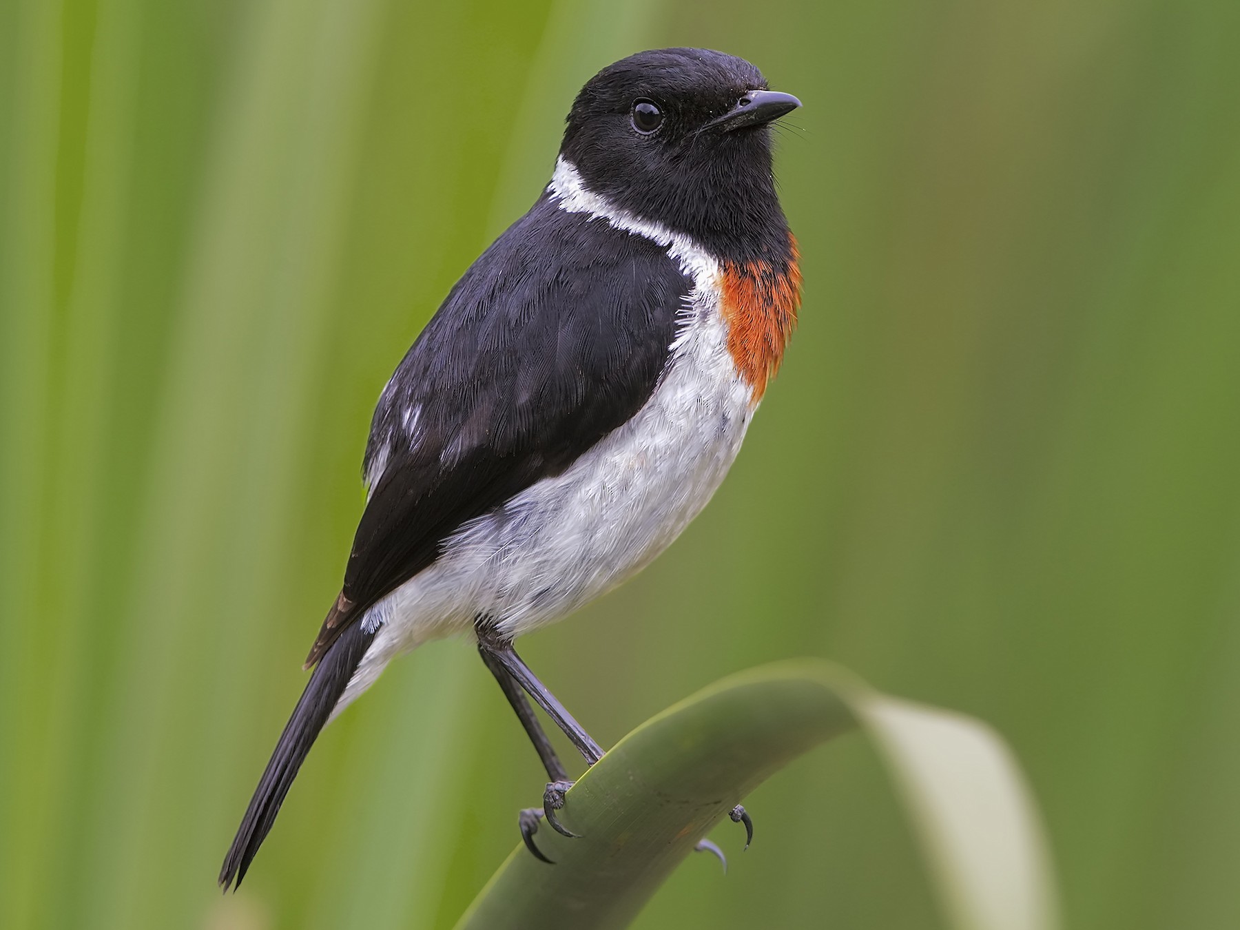 African Stonechat - eBird