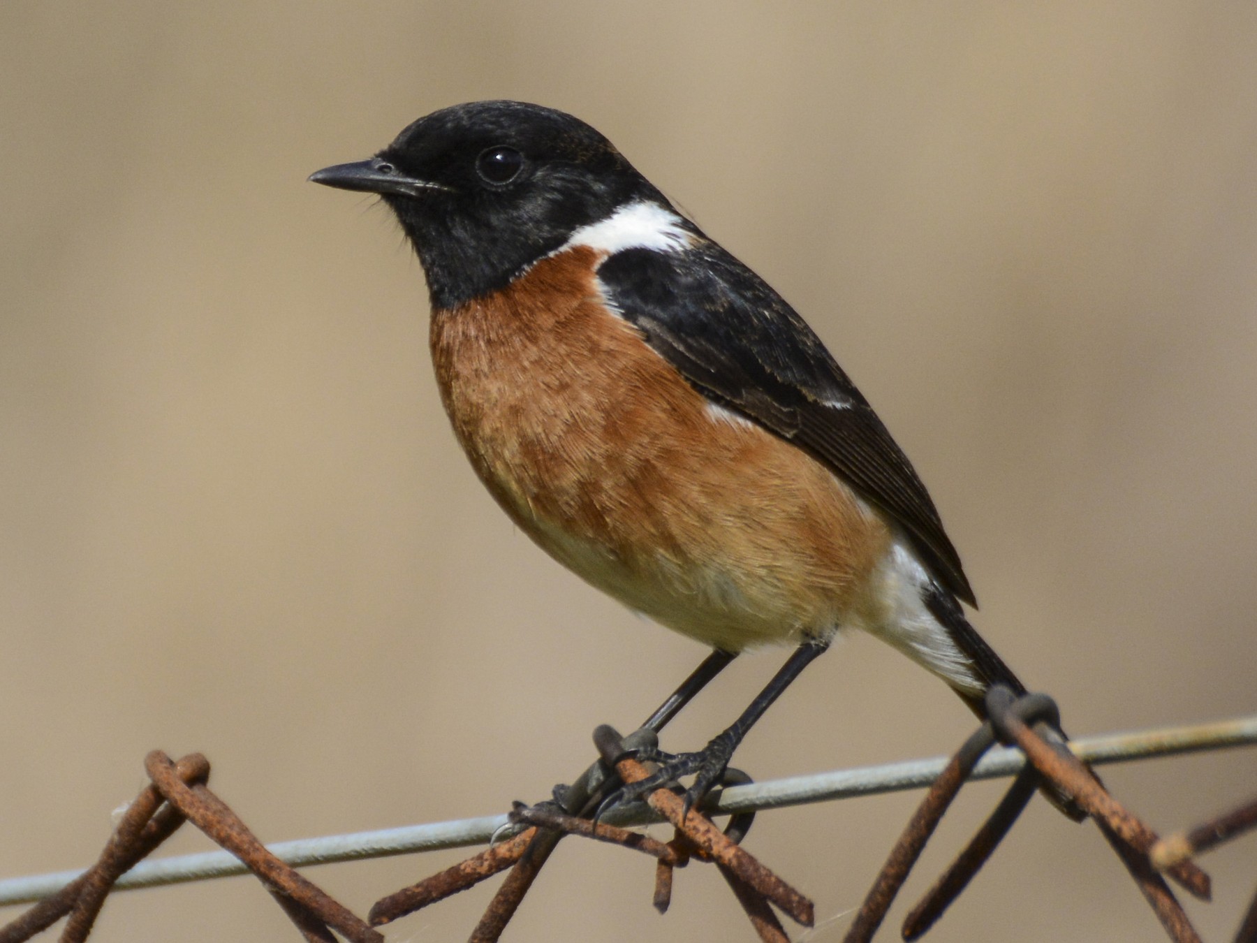 African Stonechat - eBird