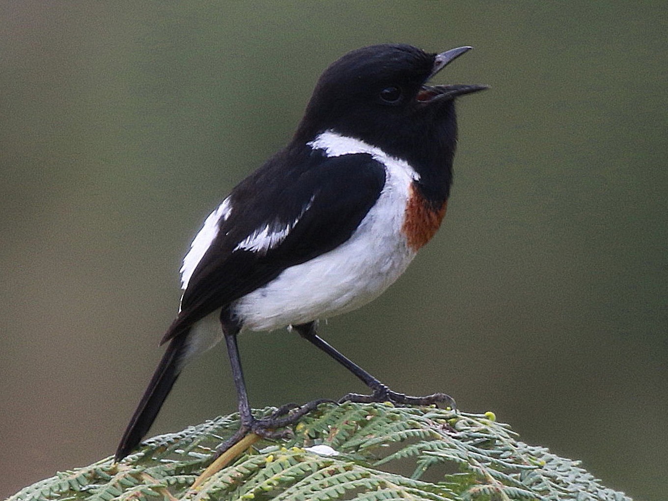 African Stonechat - eBird