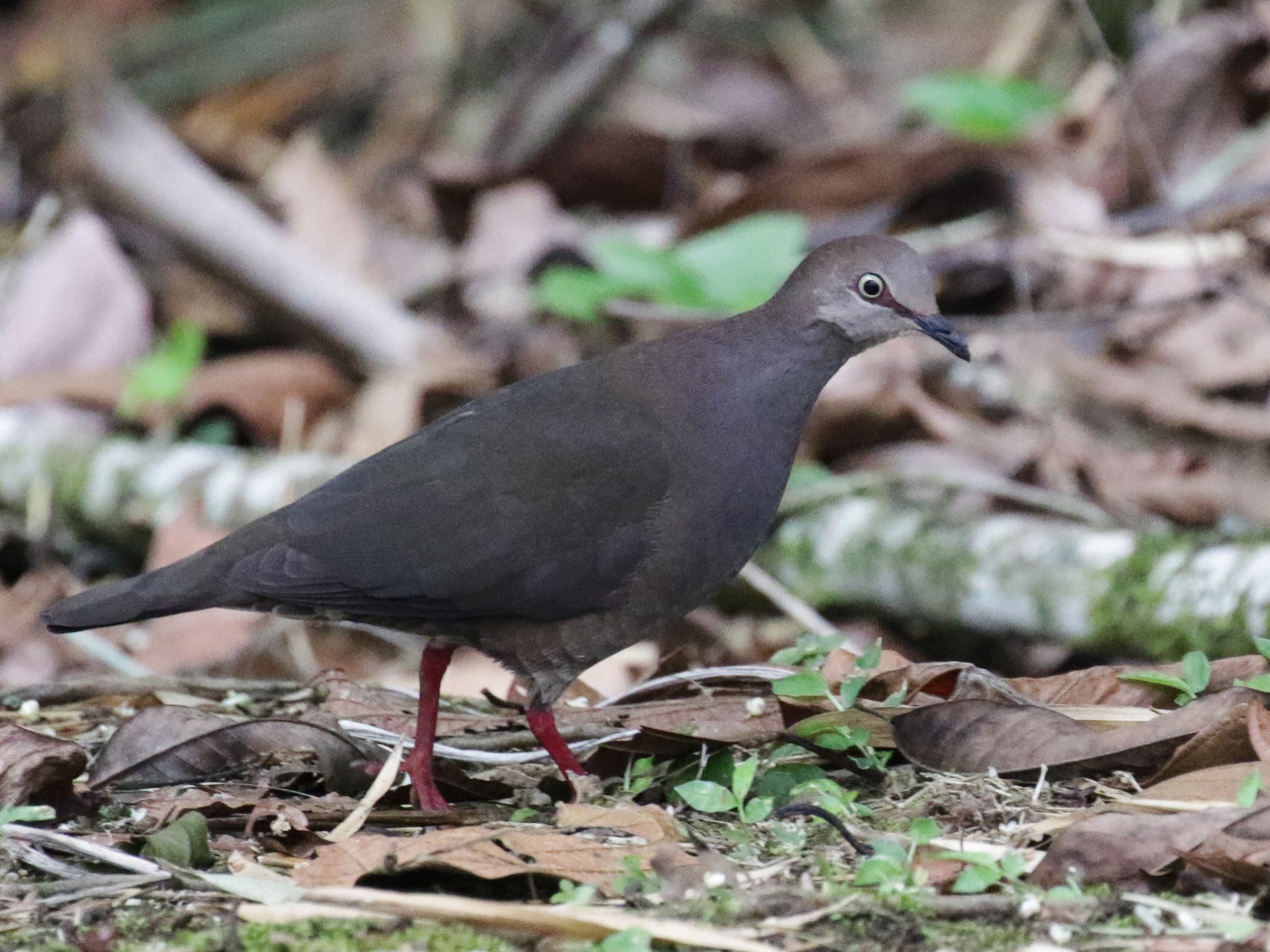Gray-chested Dove - eBird