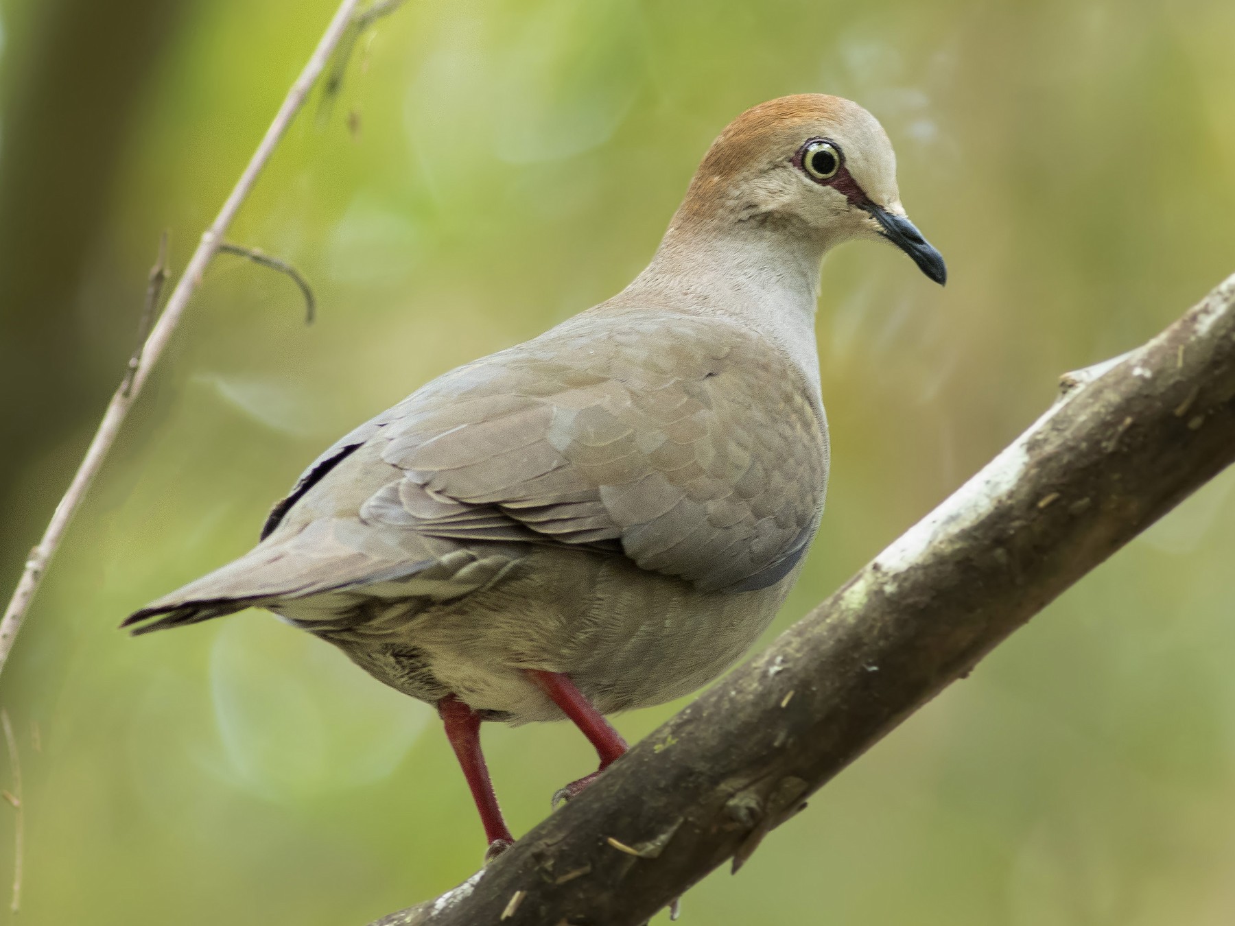 Paloma Pecho Gris - eBird