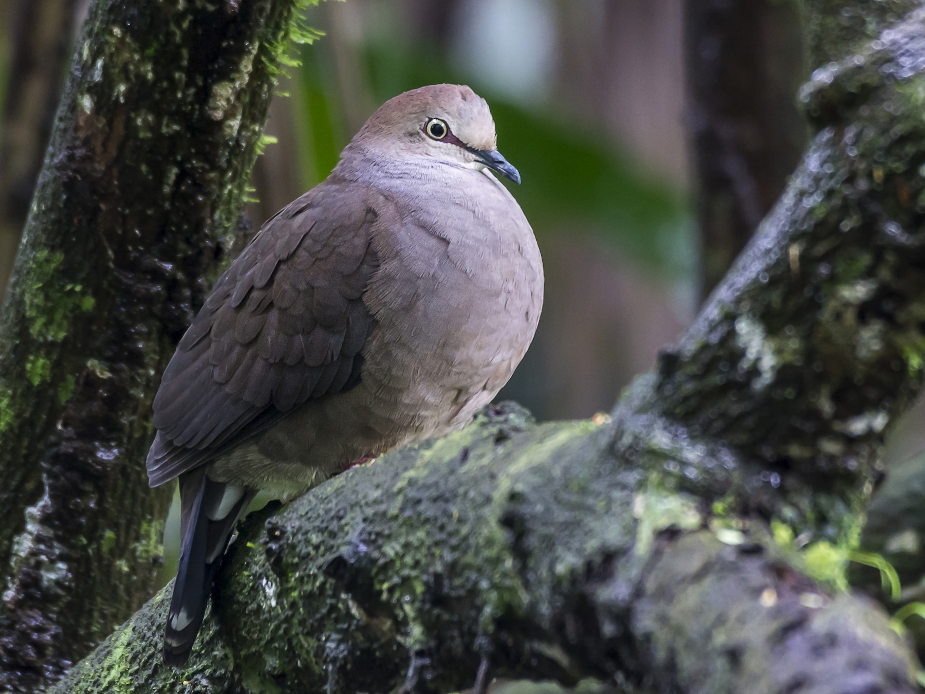 Gray-chested Dove - eBird