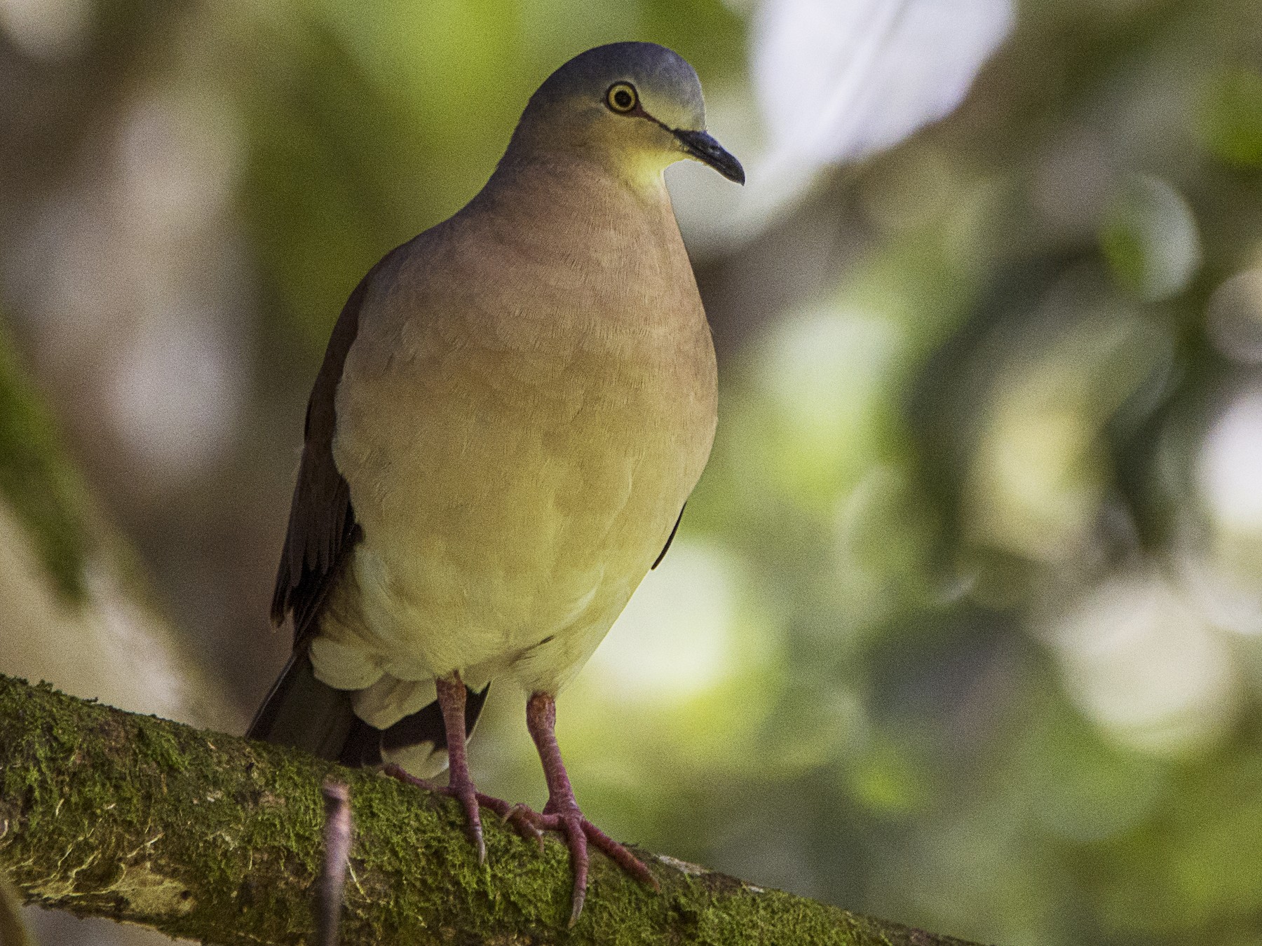 Grey-headed/Azuero Dove - eBird