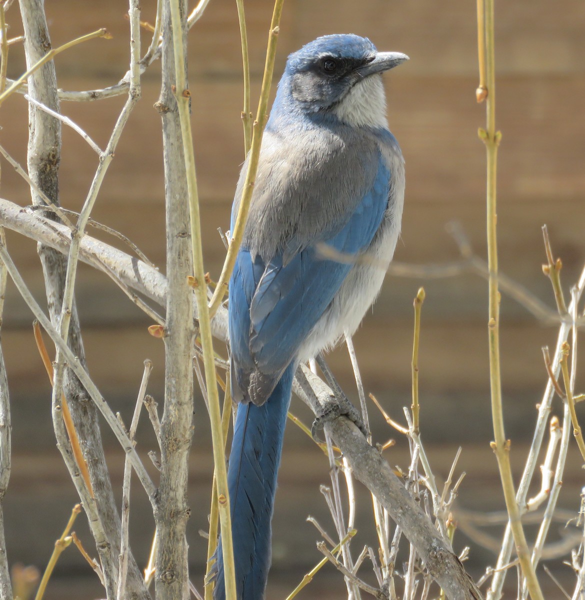 eBird Checklist - 20 Mar 2020 - North 5th and Loma - 11 species