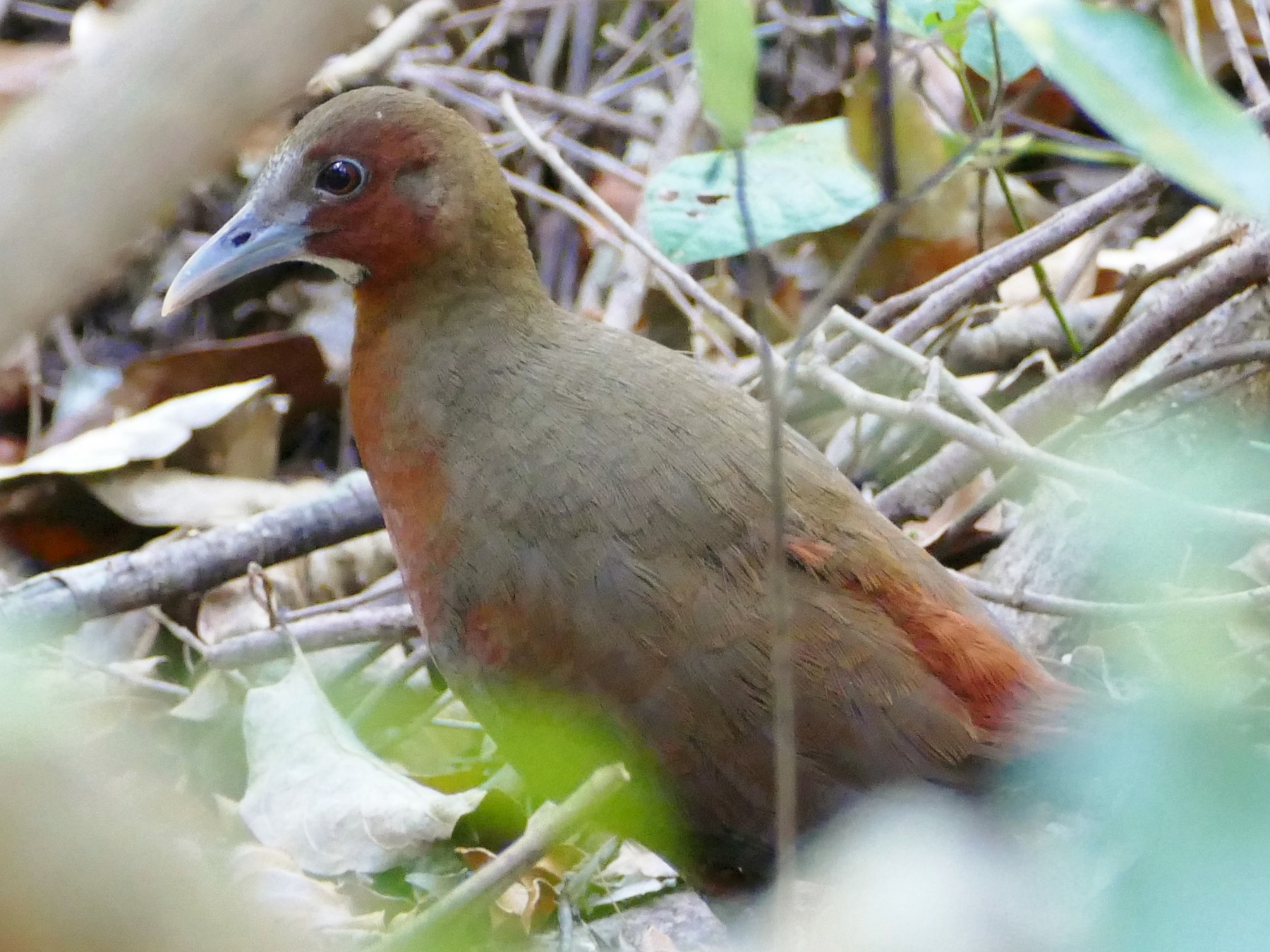 Tsingy Forest Rail - eBird