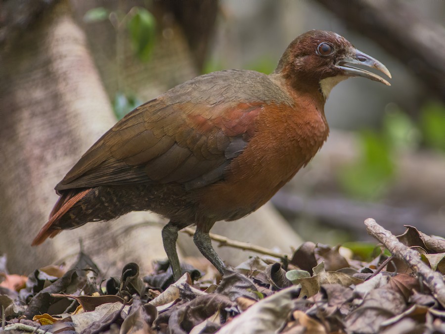 Tsingy Forest Rail - eBird