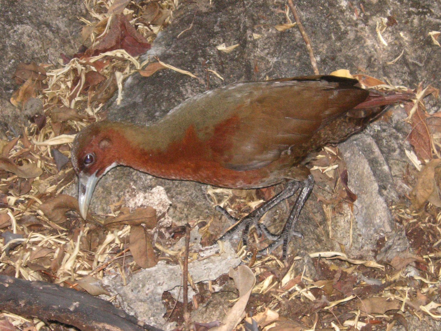 Tsingy Forest Rail - eBird
