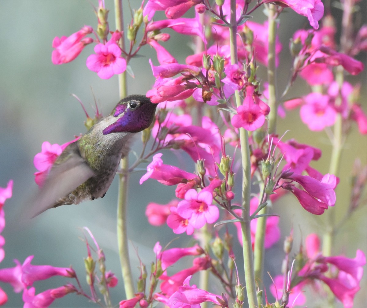 eBird Checklist - 20 Mar 2020 - El Rio Open Space Preserve - 23 species ...