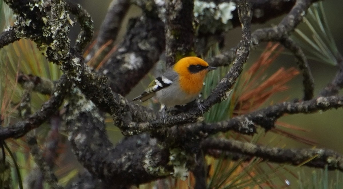 eBird Checklist - 28 Nov 2018 - Todos Santos - 11 species