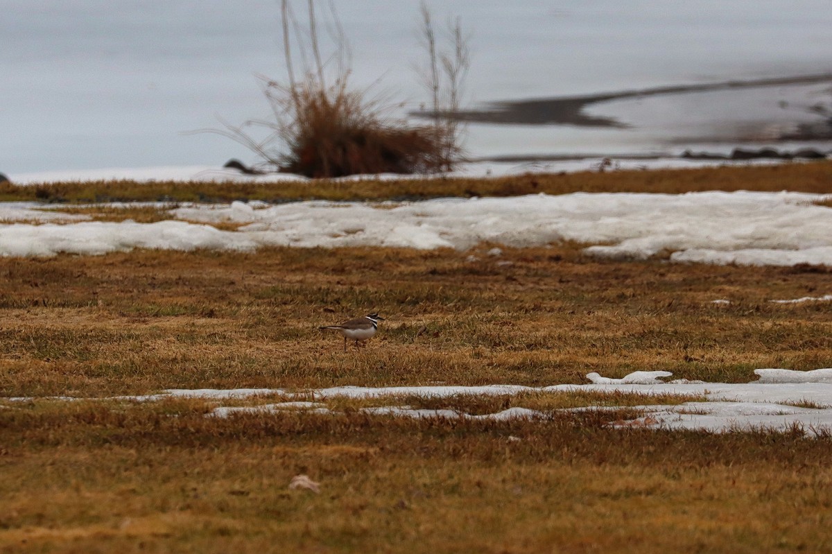 eBird Checklist - 20 Mar 2020 - Lake Pinneo - Hartford (50 acres) - 5 ...