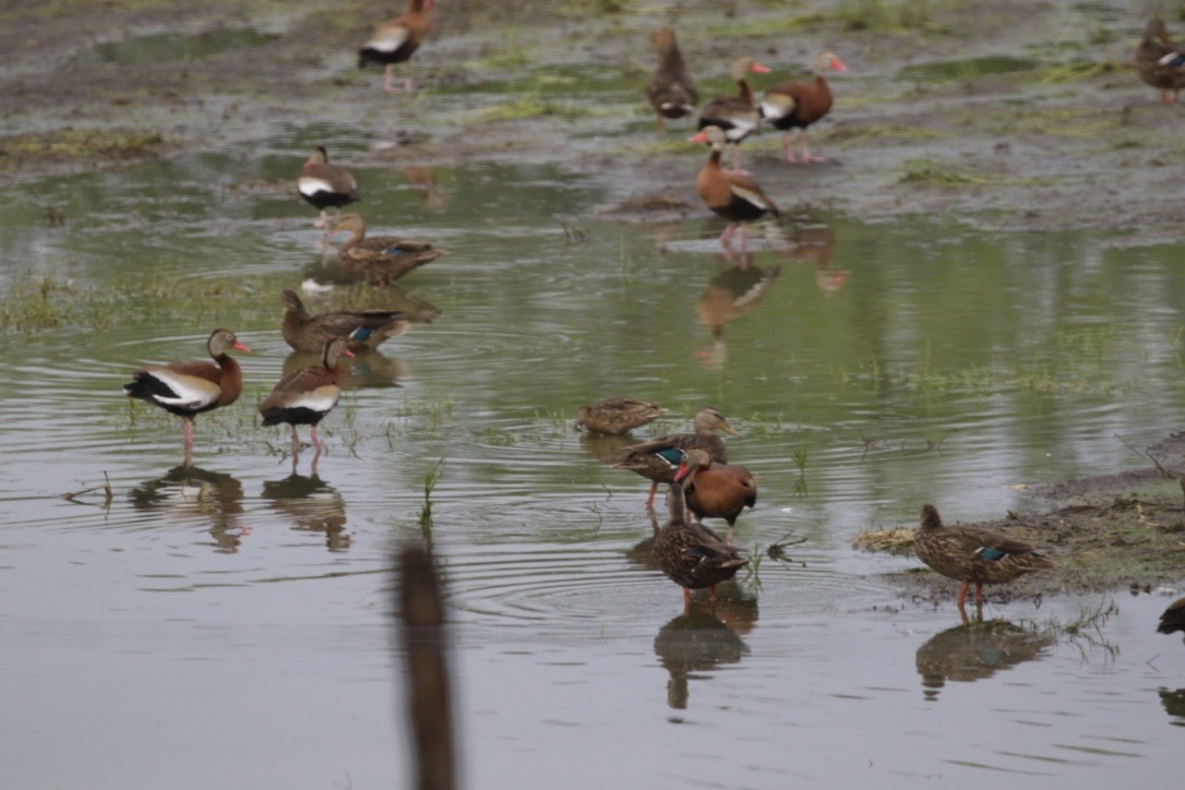 eBird Checklist - 20 Jul 2017 - Rio Rico Dr. ponds and fields - 25 ...