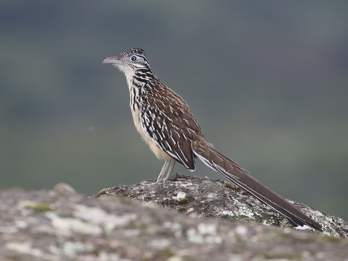 Lesser Roadrunner - Geococcyx velox - Birds of the World