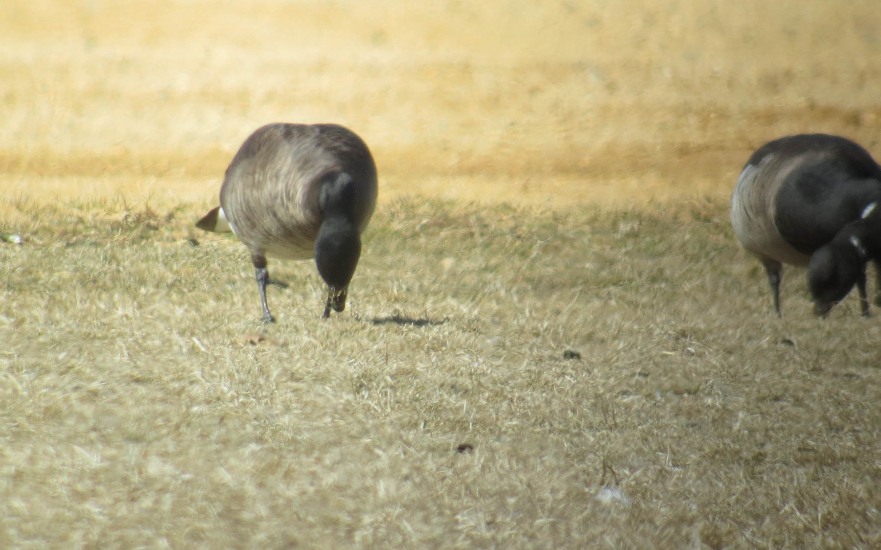 Brant x Cackling Goose (hybrid) - eBird