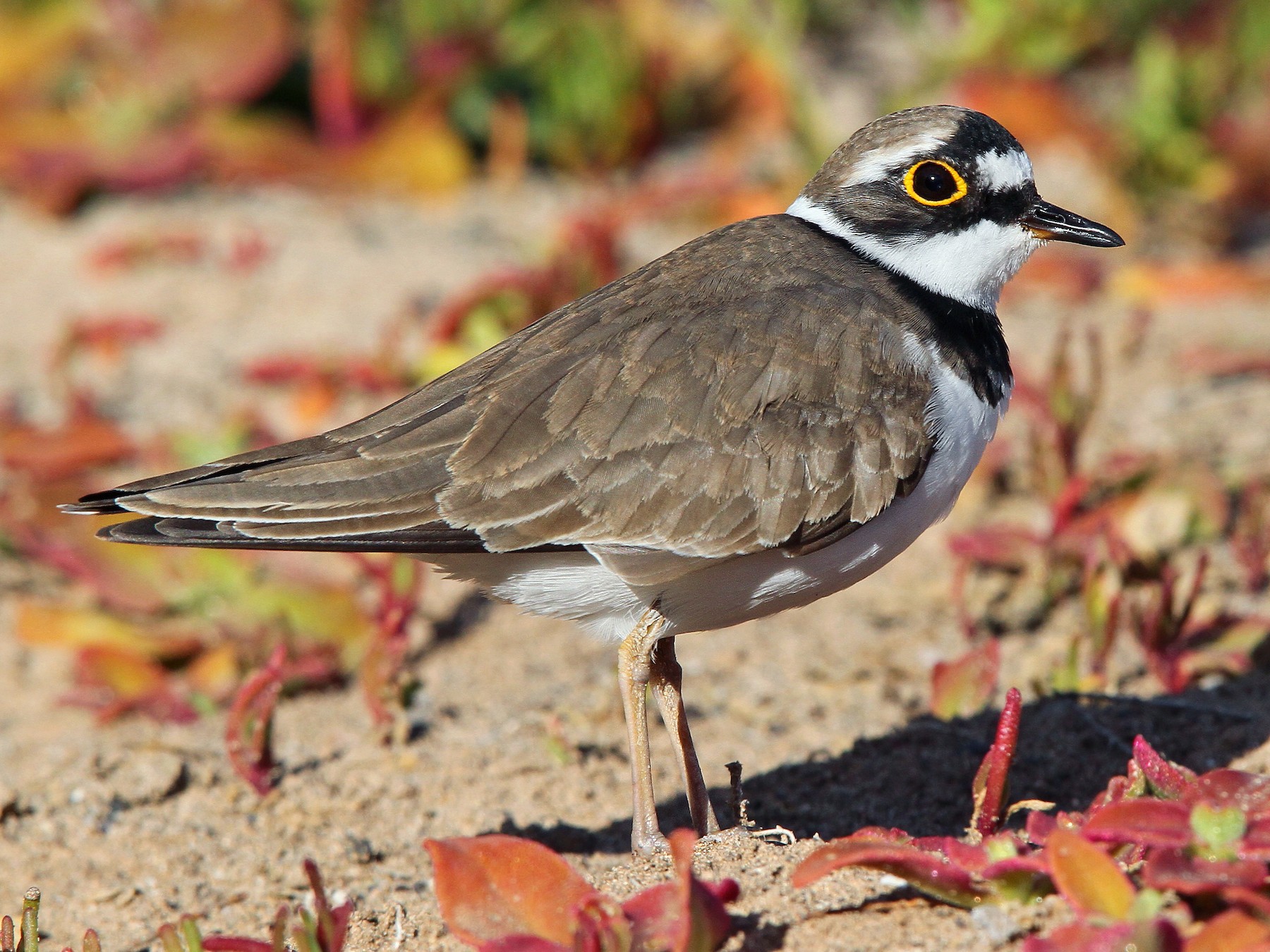 Little Ringed Plover - eBird