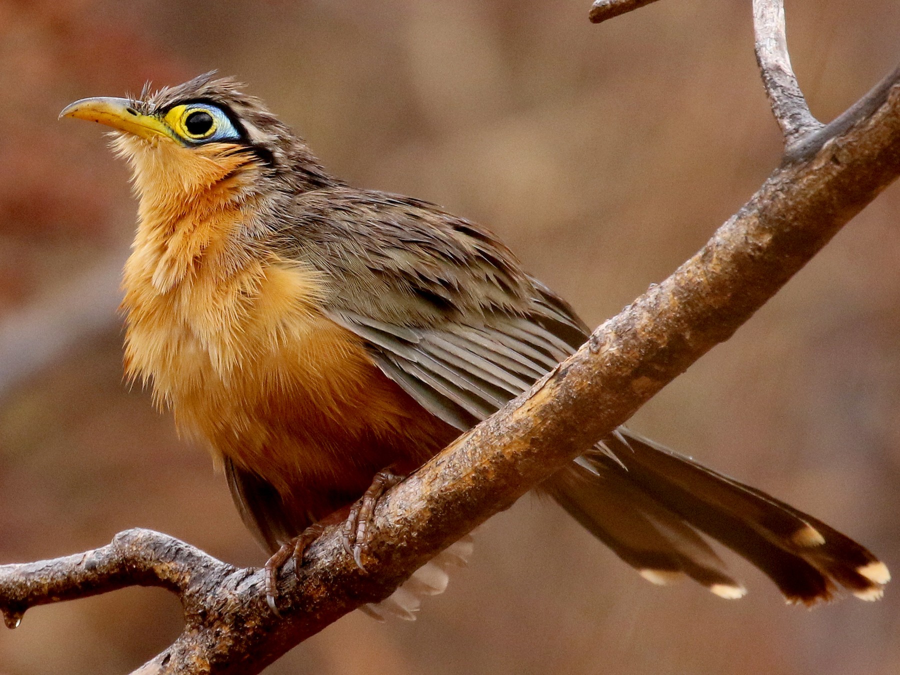 Lesser Ground-Cuckoo - eBird