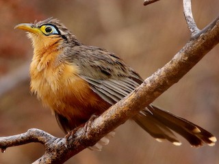 Lesser Ground-Cuckoo - eBird