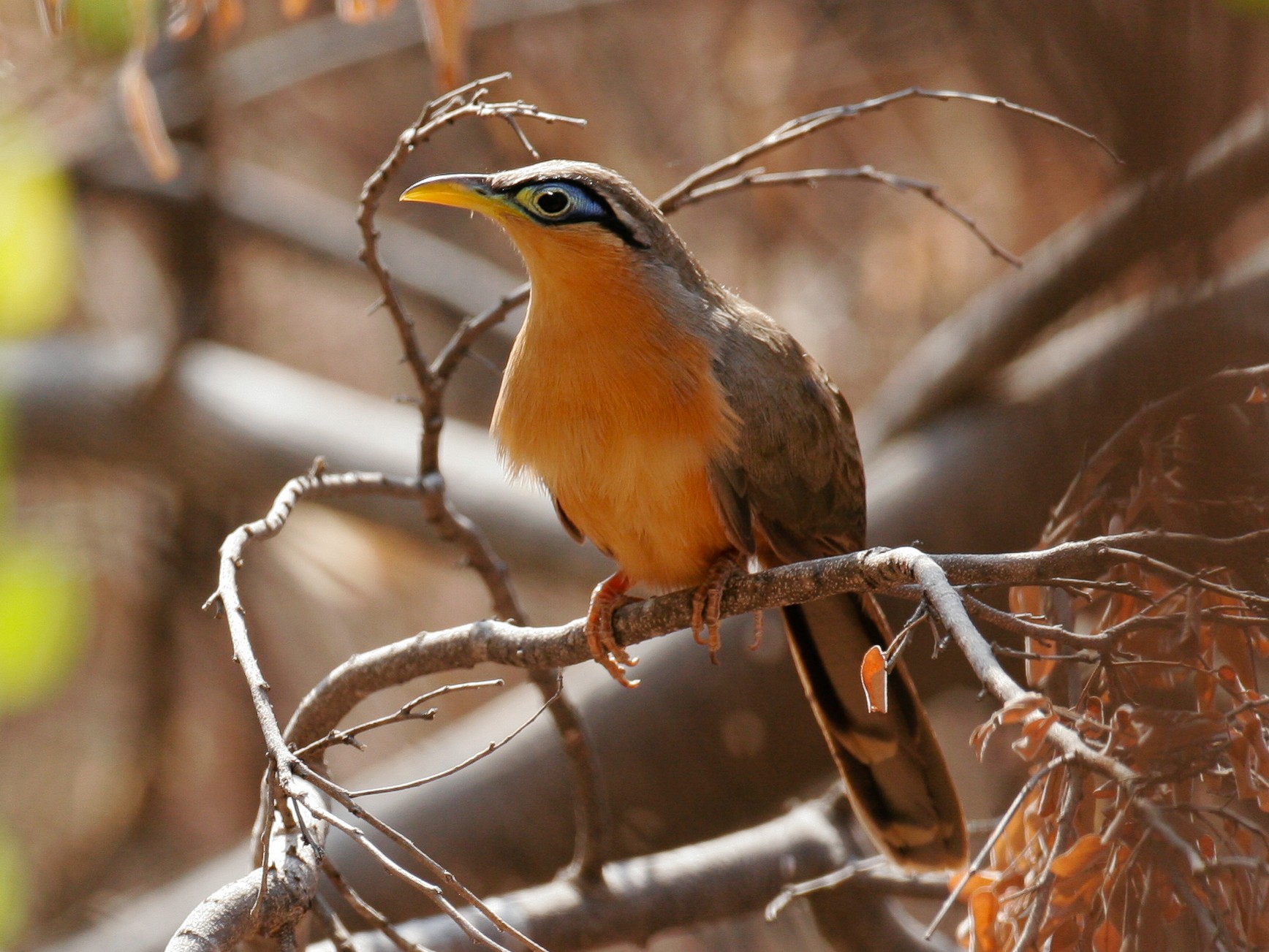 Lesser Ground-Cuckoo - eBird