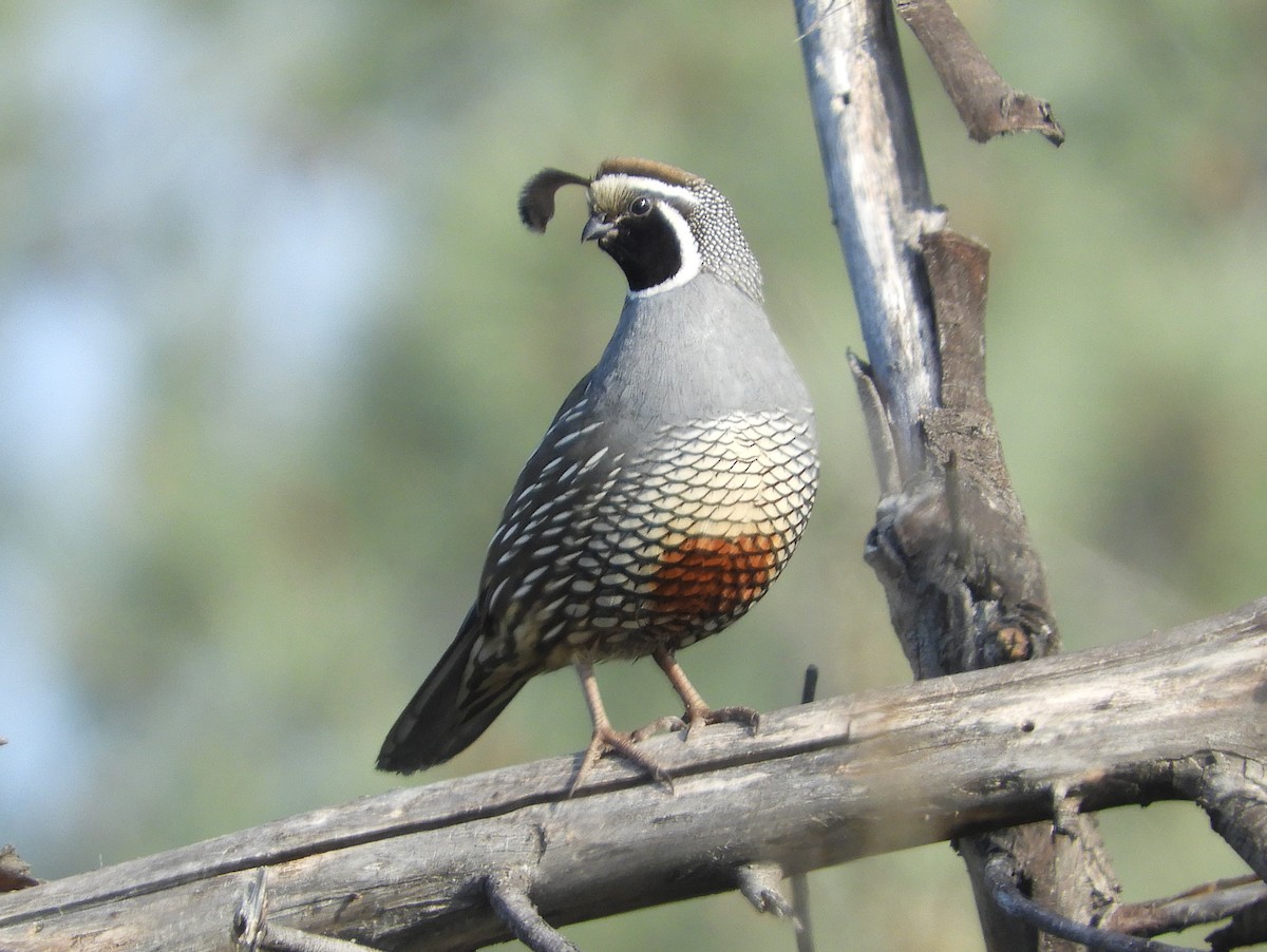 eBird Checklist - 21 Mar 2020 - Bernard Field Station - 53 species