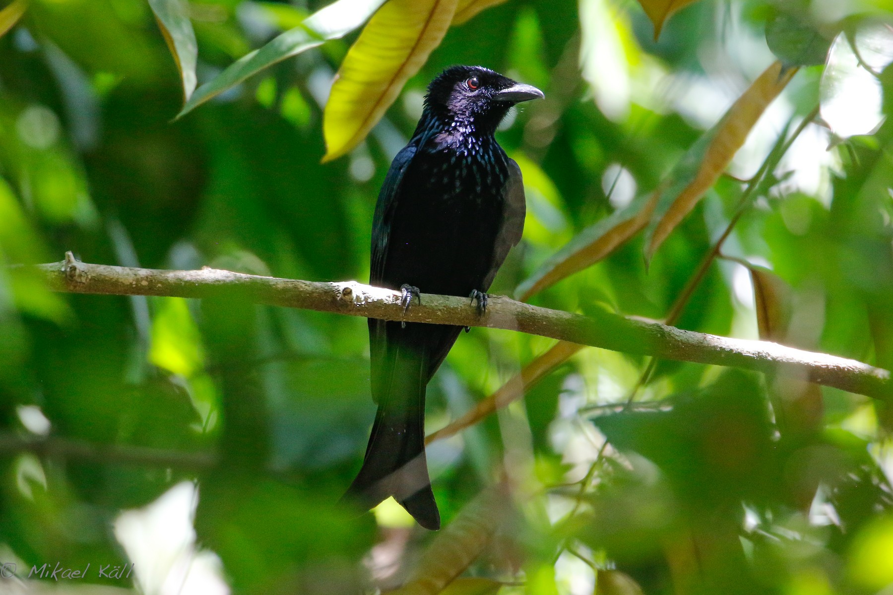 Hair-crested Drongo (Palawan) - eBird