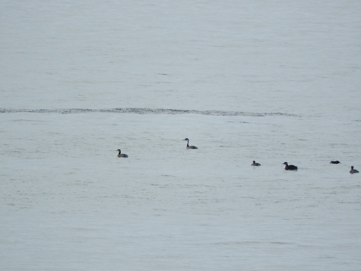 eBird Checklist - 6 Mar 2020 - Maces Bay - 1 species