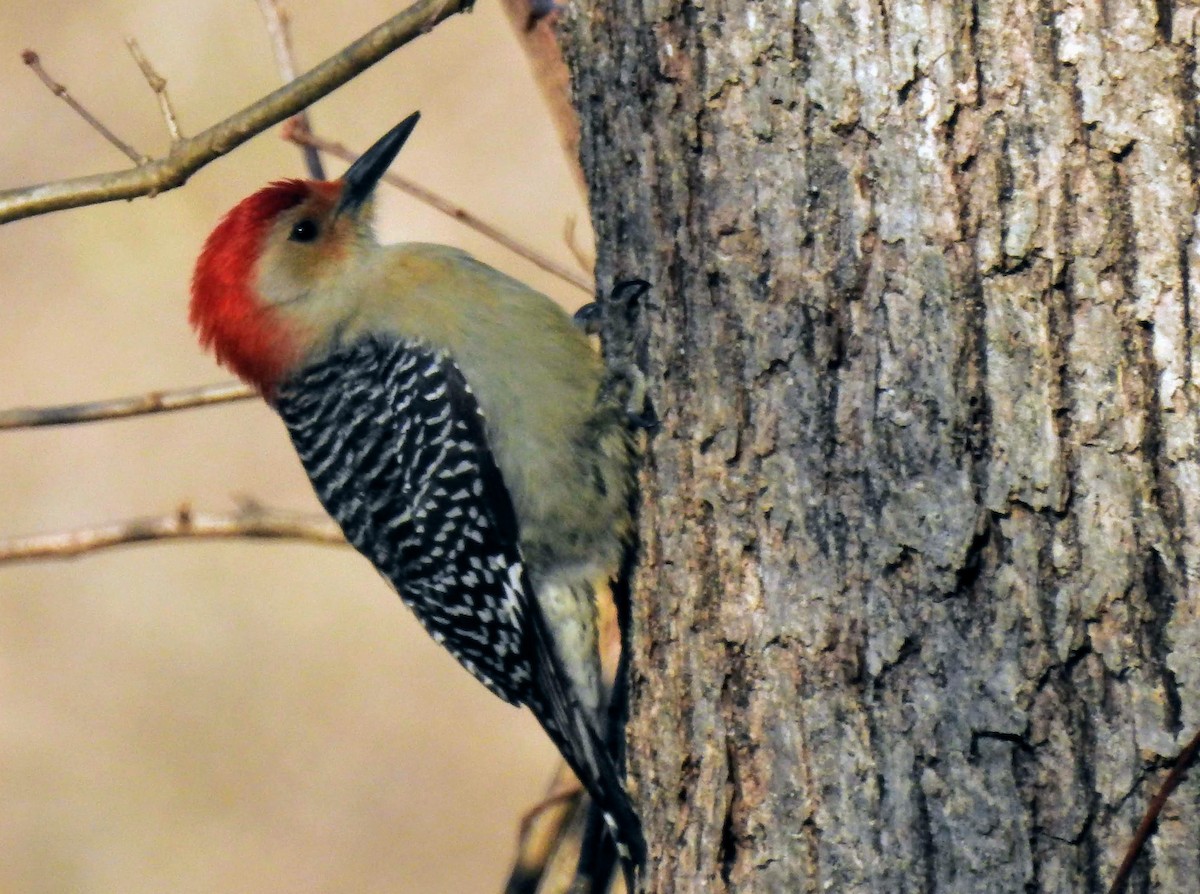 eBird Checklist - 22 Mar 2020 - BARC--Research Rd. - 34 species