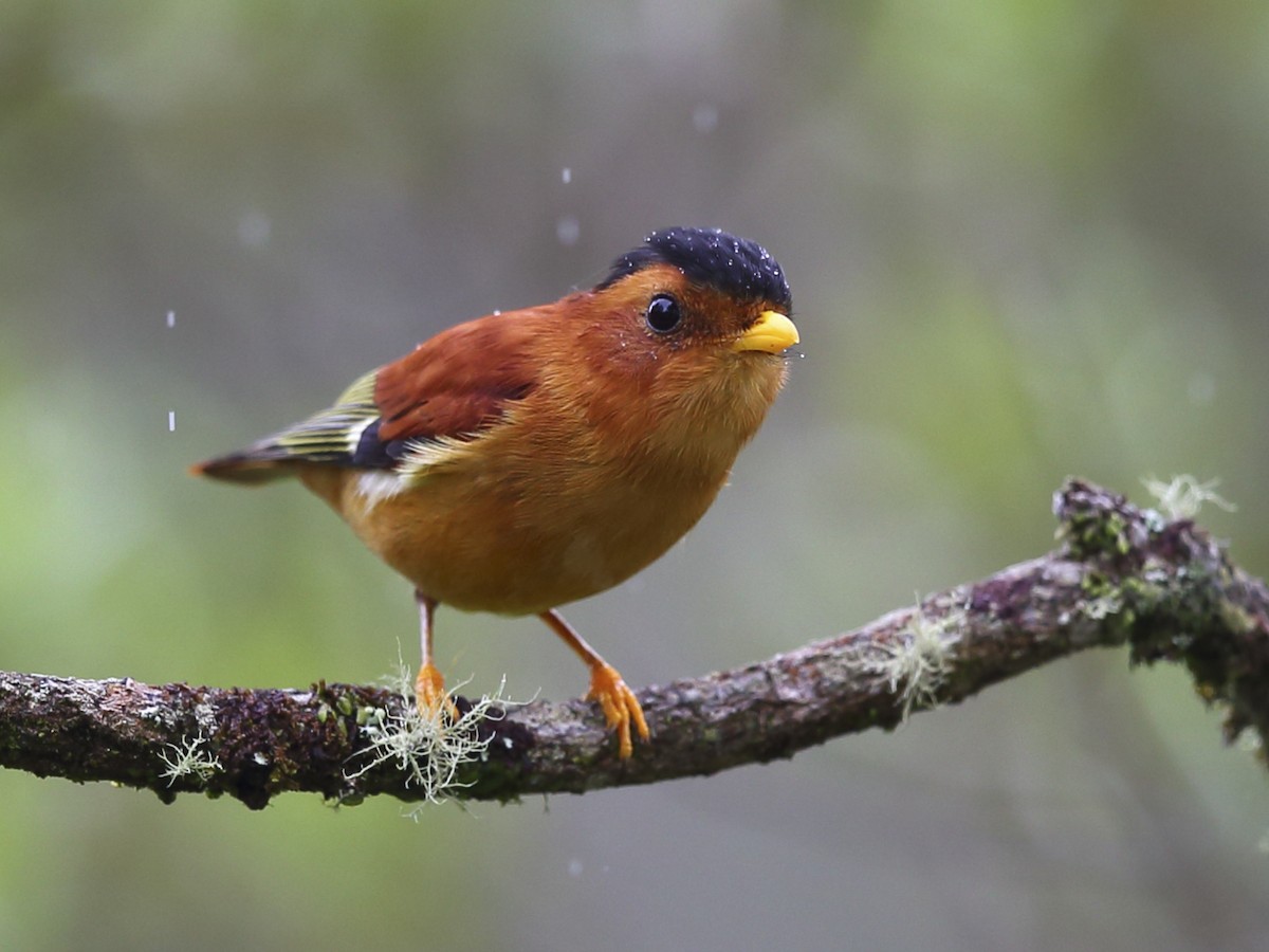 Black-capped Piprites - Piprites pileata - Birds of the World