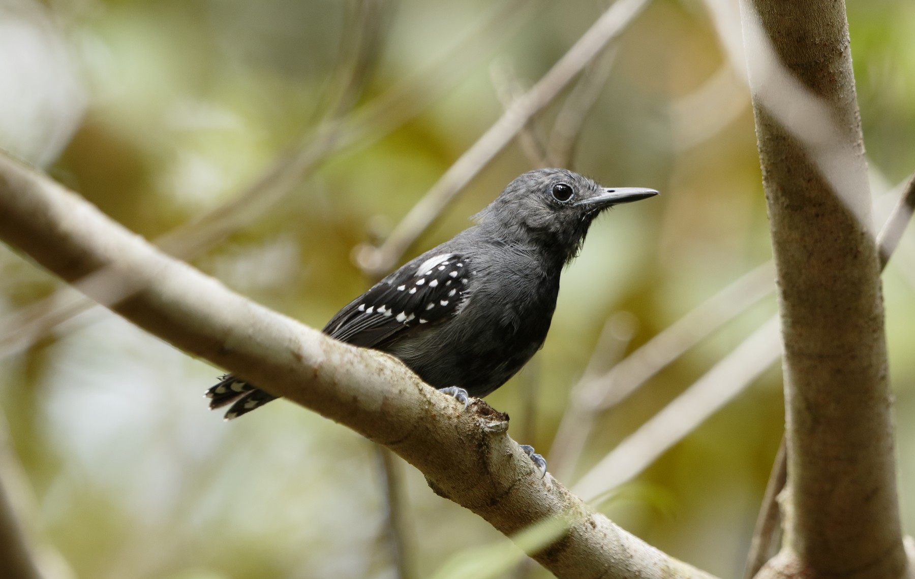Silvery-flanked Antwren - eBird