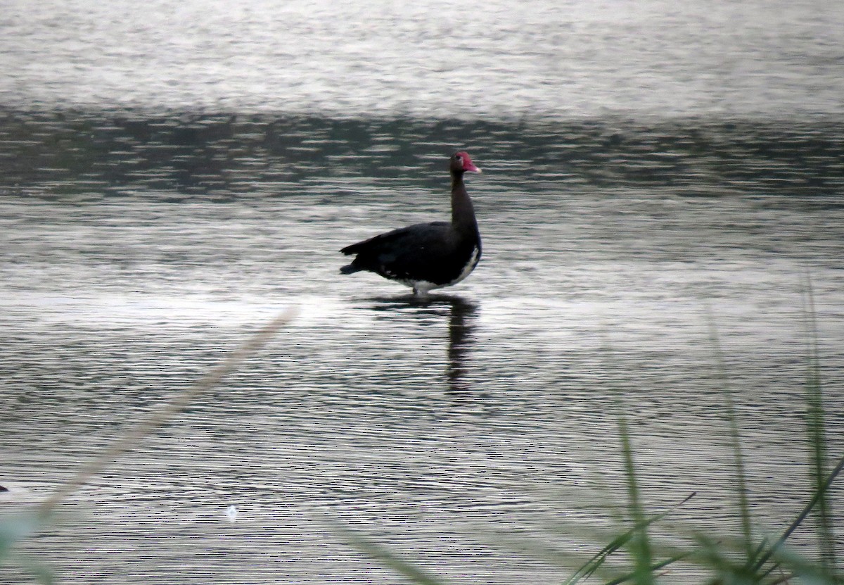 eBird Checklist - 12 Nov 2015 - Korsman Bird Sanctuary - 62 species