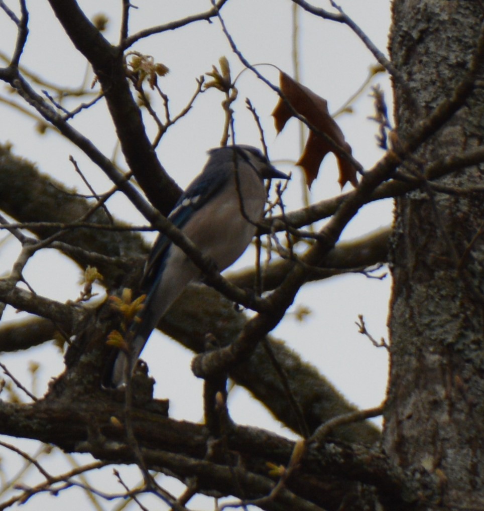 eBird Checklist - 22 Mar 2020 - Home - 6 species