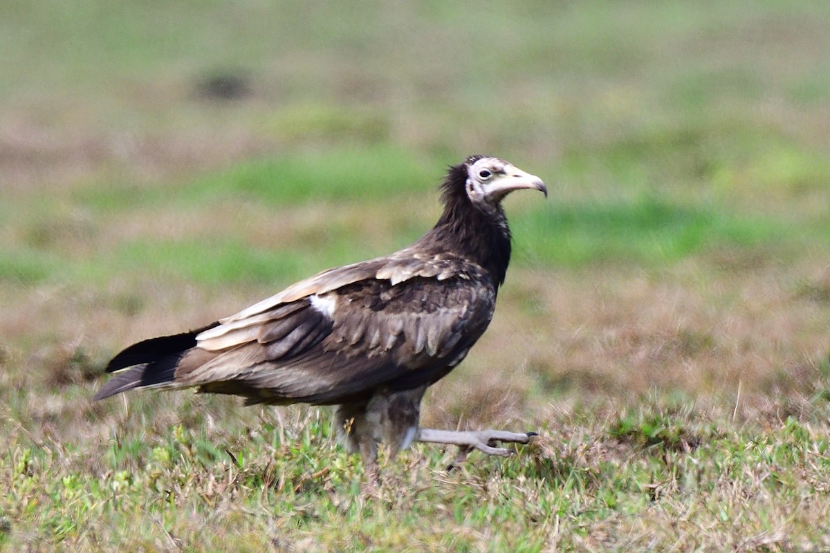 eBird India Checklist - 23 Mar 2020 - Kalamassery--HMT Estate Area - 46 ...