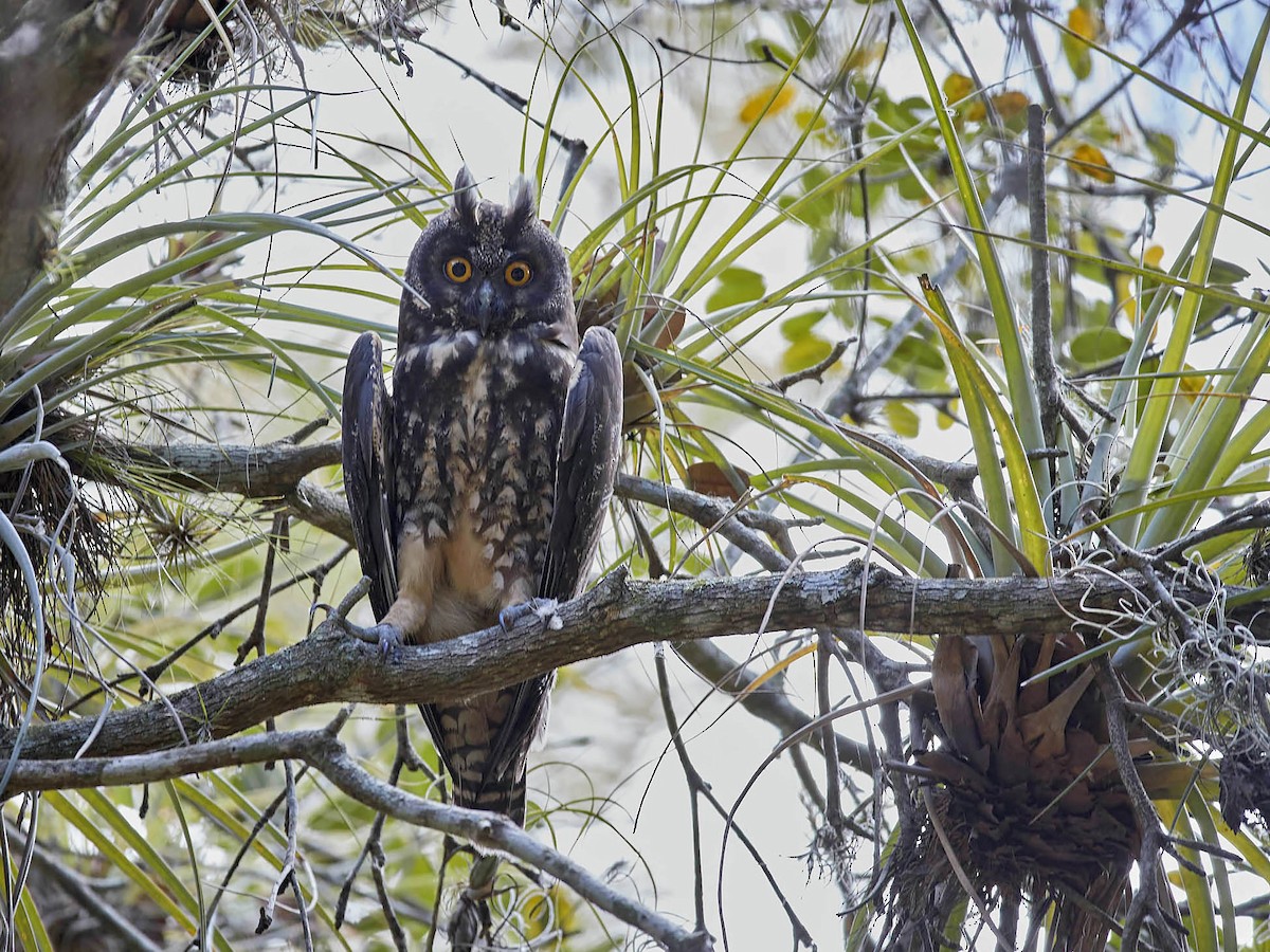 Stygian Owl - Asio stygius - Birds of the World