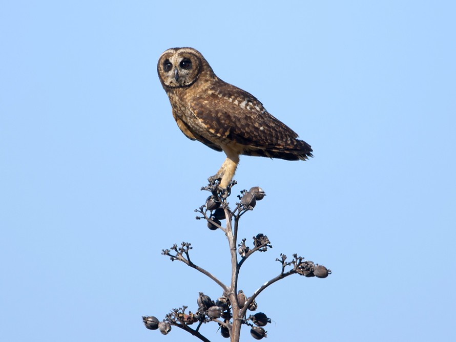 Marsh Owl - Asio capensis - Birds of the World