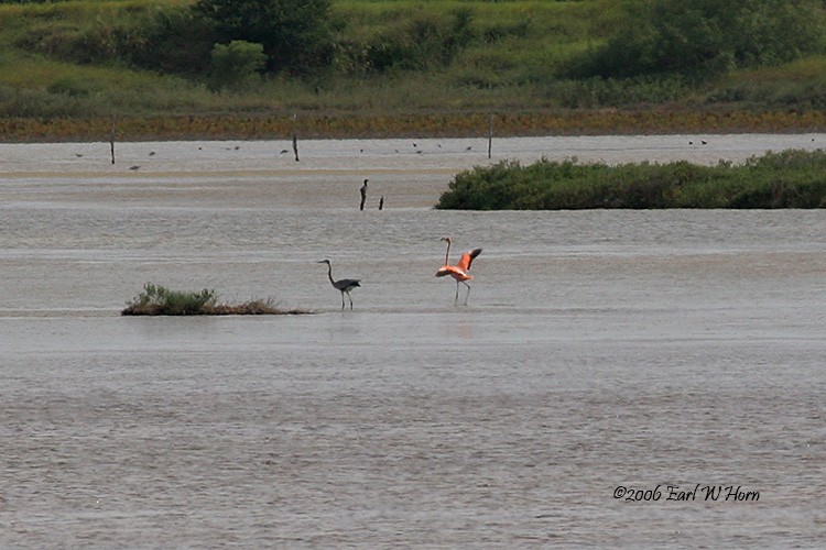 eBird Checklist - 15 Aug 2006 - Egery Road Marsh (near Bayside) - 1 species