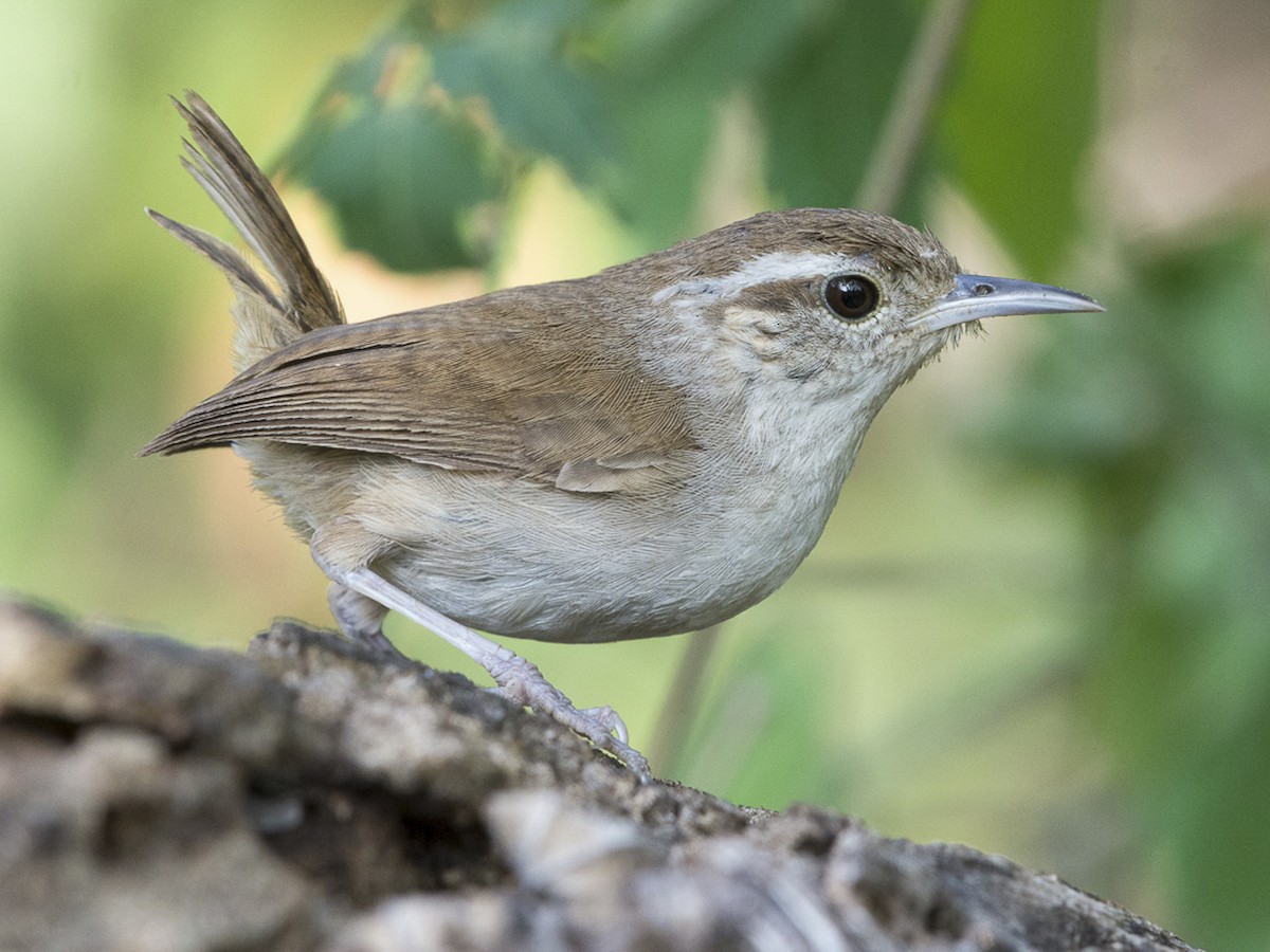 White-bellied Wren - Uropsila leucogastra - Birds of the World