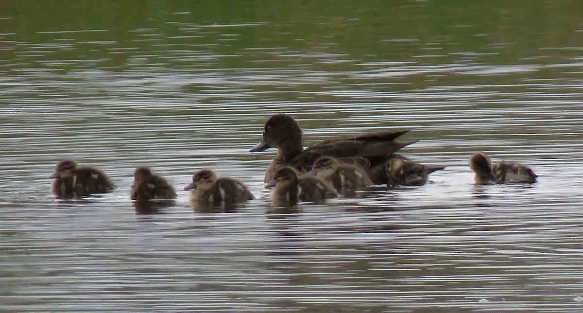 eBird Australia Checklist - 24 Mar 2020 - Callum Brae Nature Reserve ...
