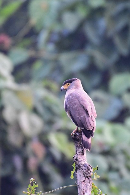 South Nicobar Serpent Eagle