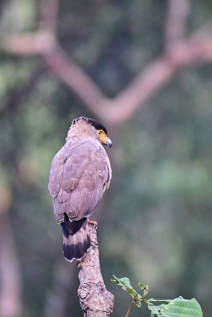 South Nicobar Serpent Eagle