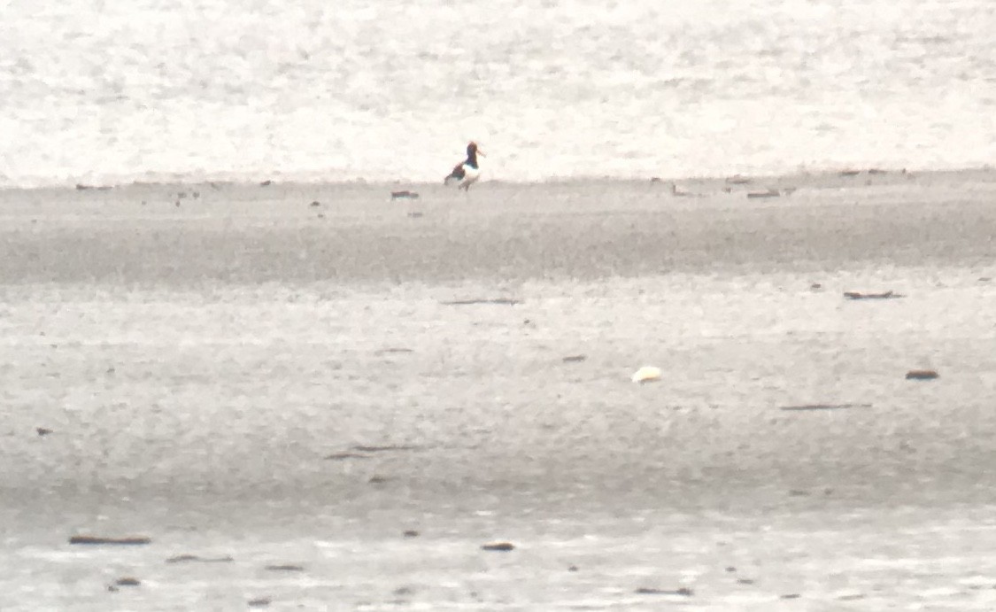 eBird Checklist - 24 Mar 2020 - Delaware River--Hog Island Rd ...