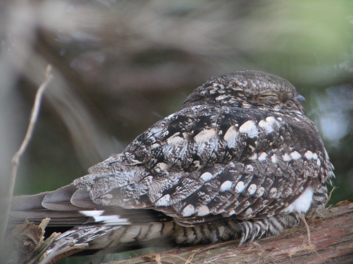 eBird Checklist - 25 Nov 2007 - Cape Island--CMPSP--Hawkwatch Platform ...