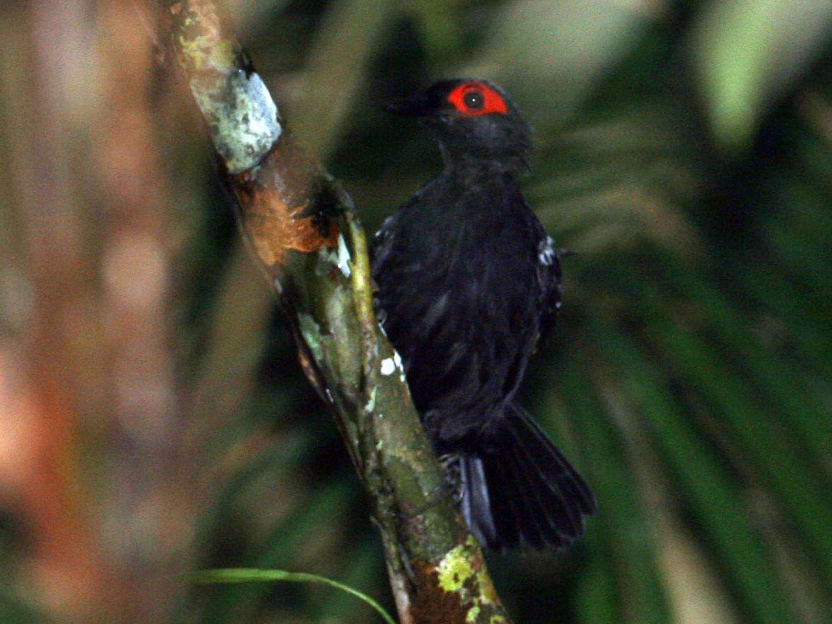 Reddish-winged Bare-eye - eBird