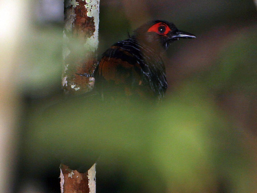 Reddish-winged Bare-eye - eBird