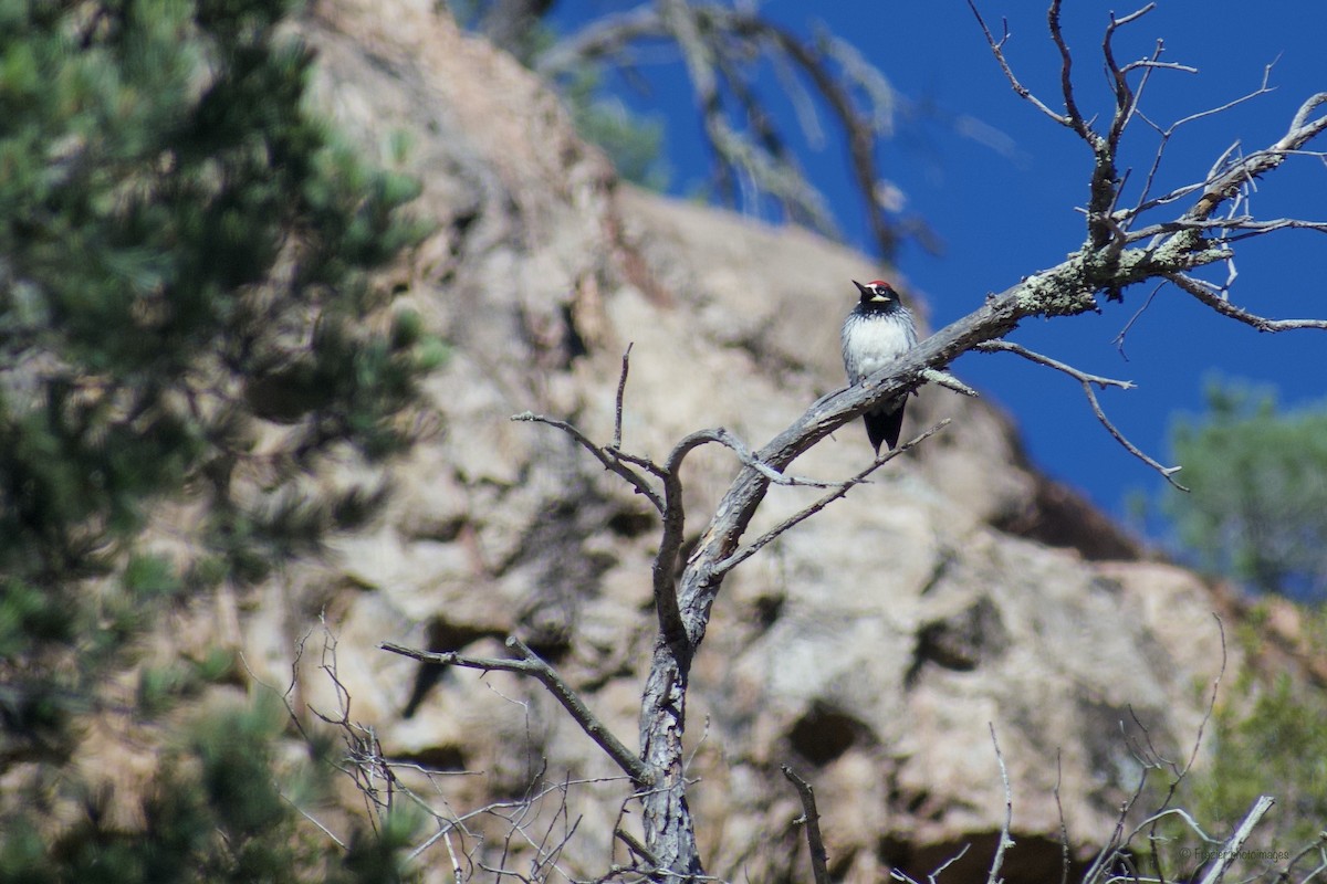 eBird Checklist - 30 Nov 2019 - Cave Creek Canyon,AZ - 1 species