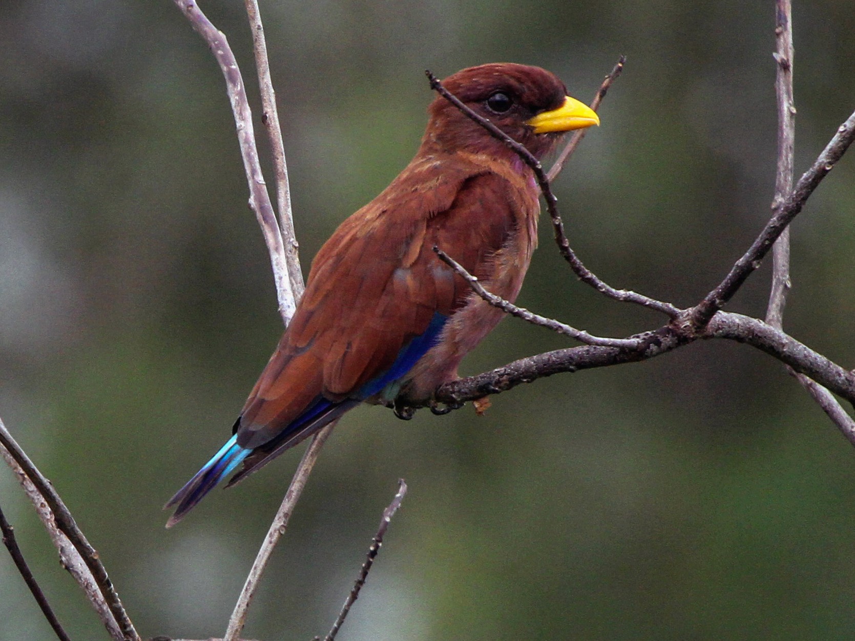 Broad-billed Roller - eBird