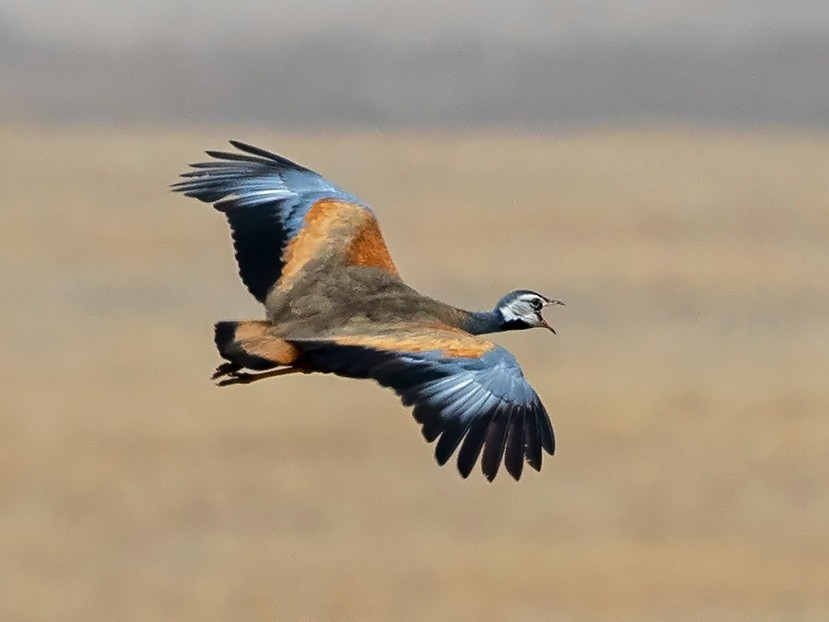 blue bustard - eBird