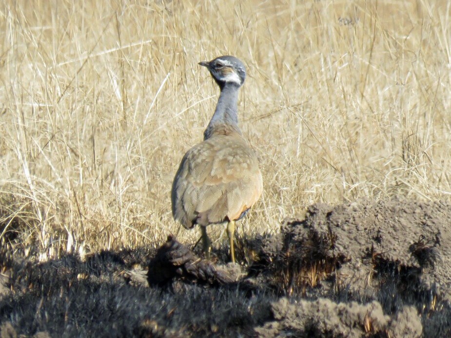 Blue Bustard - eBird